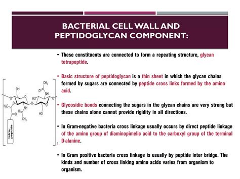 Biosynthesis Of Peptidoglycanpdf