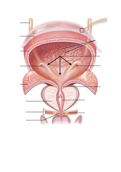 Diagram Of Urinary Bladder Diagram Quizlet
