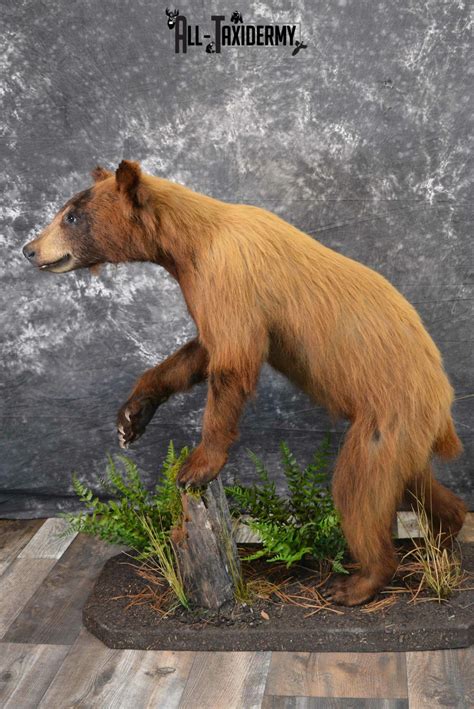 Black Bear Cub Taxidermy For Sale Sku 1152 All Taxidermy