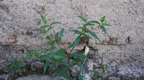 Premium Photo Weeds That Grow And Stick To Walls And Various Other