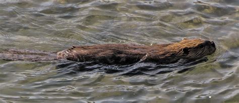 Beavers Bad Reputation Not Deserved The Western Producer