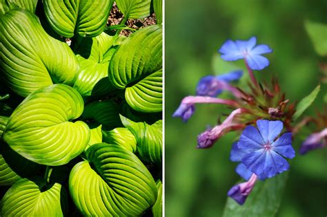7 Fantastic Plants That Prevent Weeds