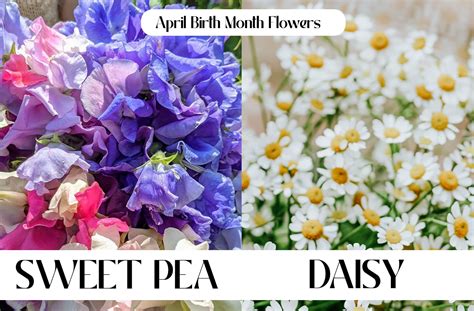 12 Birth Month Flowers And Their Meanings Blog Alpha Floral