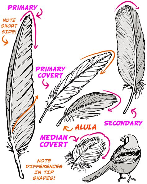 How To Draw Feathered Wings How To Draw Feathered Wings