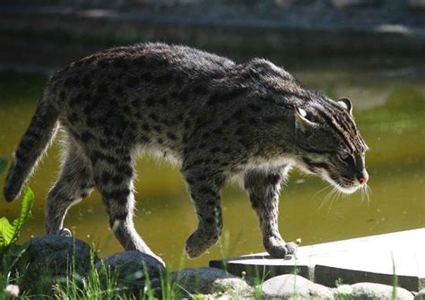 Fiskarkatt 8515 Ob 70 Flickr