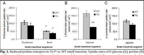 Figure 1 From Proline Absorption And Sgk1 Expression Are Inhibited In Intestinal Tis7 Transgenic