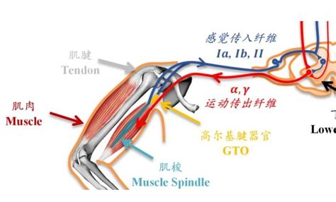 肌电信号 快懂百科