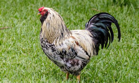 Sussex Chicken Bird Facts Gallus Gallus Domesticus A Z Animals