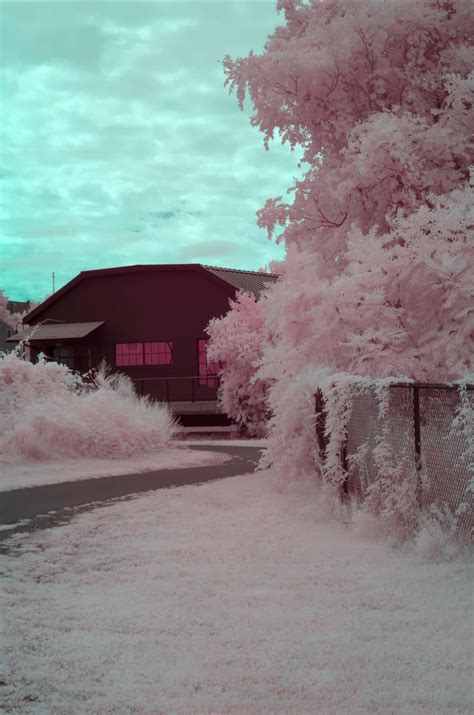 Download Pink Winter Scene Infrared Photography Wallpaper