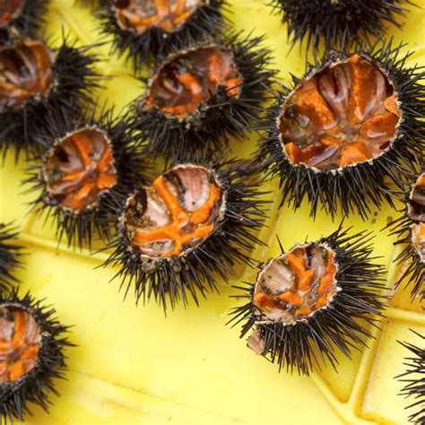 Create Sea Urchin Sushi With Uni Sauce A Step By Step Gourmet Guide