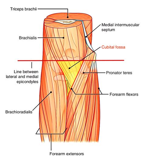 Cubital Fossa Anatomy Earths Lab