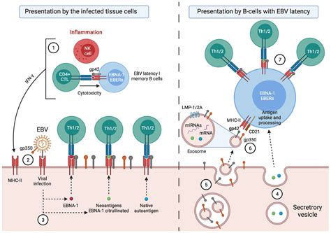 Cytotoxic T Cells