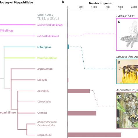 Pdf The Impact Of Molecular Data On Our Understanding Of Bee