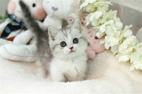 17 Small Cat Breeds That Stay Tiny—and Totally Steal Hearts