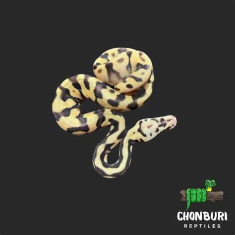 Ball Python 38 2 Chonburireptiles