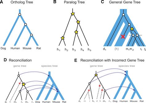 Accurate Gene Tree Reconstruction By Learning Gene And Species