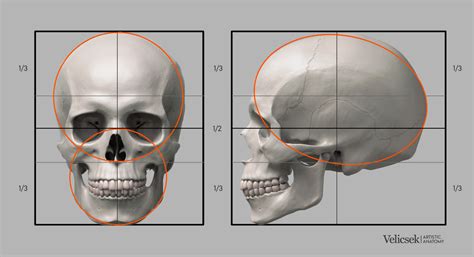 Artstation Proportions Guide Of The Human Skull Human Skull Drawing