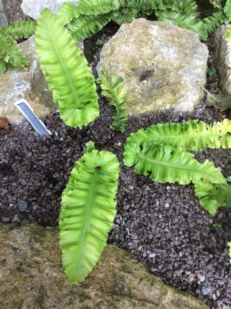Asplenium Scolopendrium Crispum Golden Queen