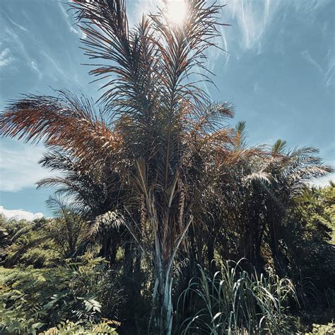 Le Raphia De Madagascar Ibeliv