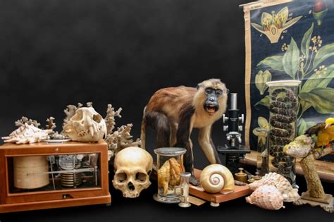 Natural History Collections And Taxonomy Nathist Research Groups Cibio