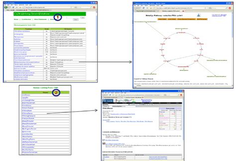 CSD Web Interface Microorganisms Information And Its Interaction Download Scientific