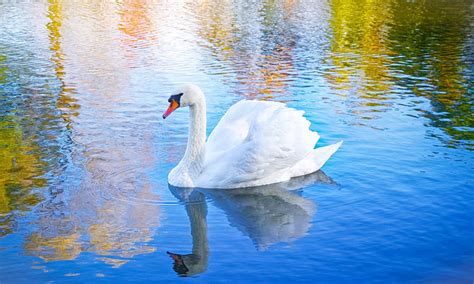 White Swan Water White Swan Lake Photo Background And Picture For Free