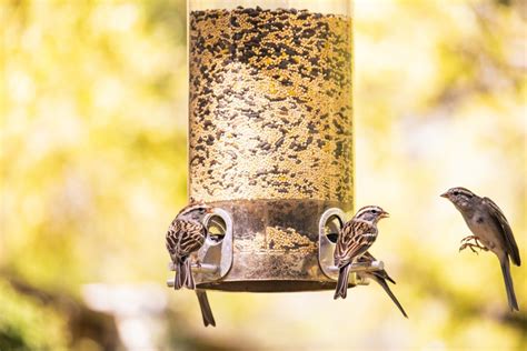 How To Prevent Bully Birds From Overtaking Your Feeders Chirp Nature Center