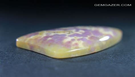 Fossil Palm Root Cabochon Indonesia 44 96 Carats