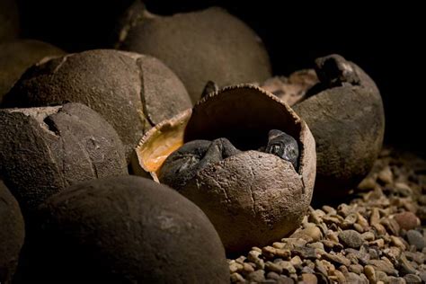 Dinosaur Egg Fossil Dinosaur Eggs Facts Pdxmiv
