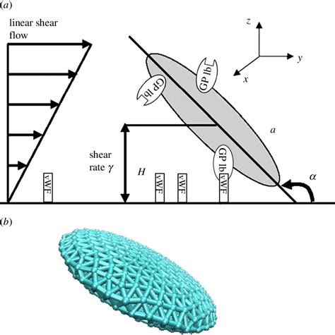 figure 2 from three dimensional multi scale model of deformable