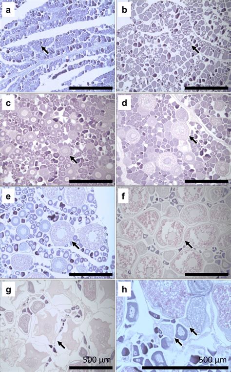 Photomicrographs Of Histological Slides For Seven Oocyte Developmental