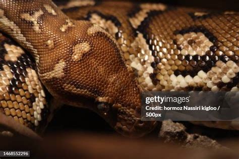 Python Repeat Photos And Premium High Res Pictures Getty Images