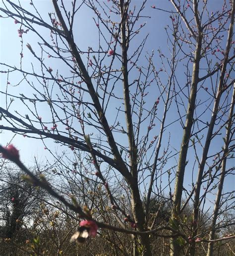 Prunus Persica App4future