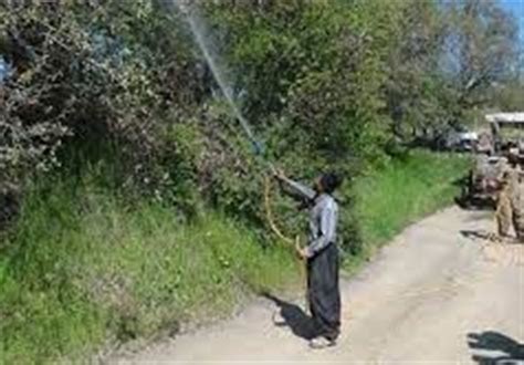 طرح مبارزه با آفت جوانه‌خوار بلوط در آذربایجان‌غربی برگزار می‌شود تسنیم