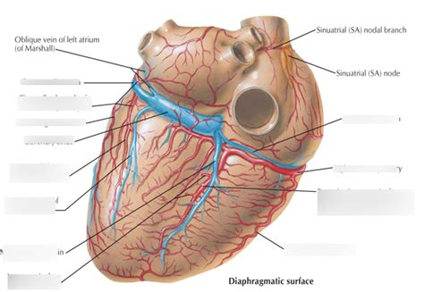 Circumflex Artery Anatomy Branches Supply Kenhub 53 Off