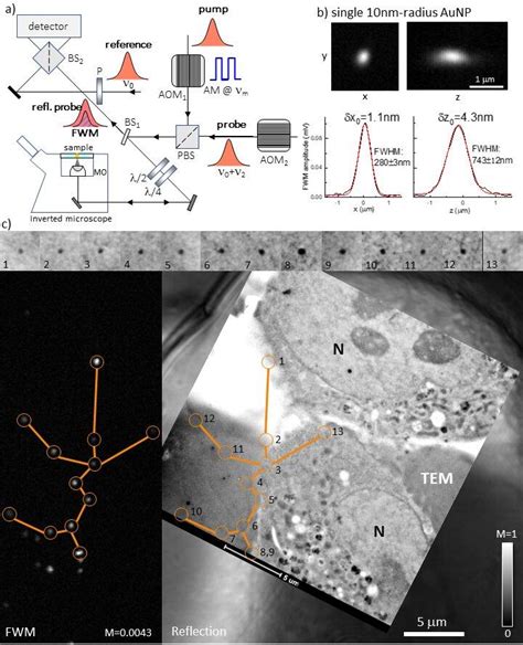 ‏correlative Light Electron Microscopy Using Gold Nanoparticles As Single Probes‏ ‏yongqiang