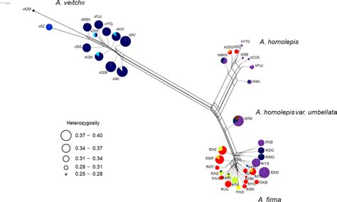 A Population Network Based On Pair Wise Fst Values Between Populations