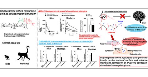 Validation Of The Absorption Enhancing Ability Of Oligoarginines
