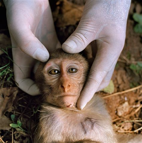 Male Proboscis Monkeys With Bigger Noses Have Better Sex Lives National Geographic