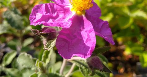 Cistus incanus ssp.tauricus
