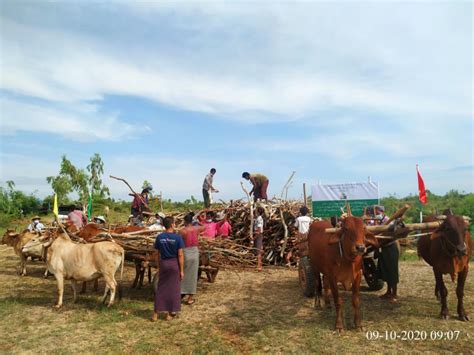 ချောက်မြို့နယ် ကဖြူကျေးရွာသုံး စိုက်ခင်းမှ ထွက်ရှိသော ထင်း၊ တိုင်၊ မျောများကို ကျေးရွာပြည်သူမ