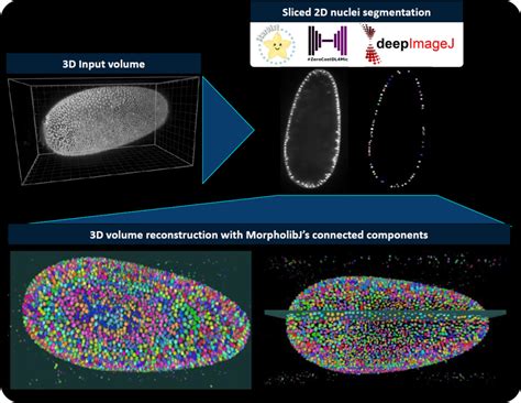 Deepimagej Deep Learning In Bioimage Analysis For Dummies