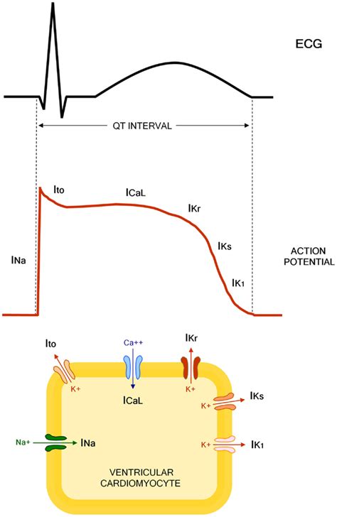Hypocalcemia Ekg Prolonged Qt