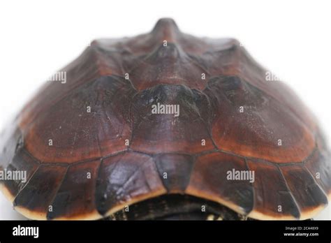 The Malayan Snail Eating Turtle Malayemys Macrocephala Is A Species Of Turtle In Malayemys