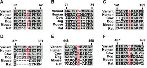 multiple sequence alignment of prlr protein sequence in five mammalian