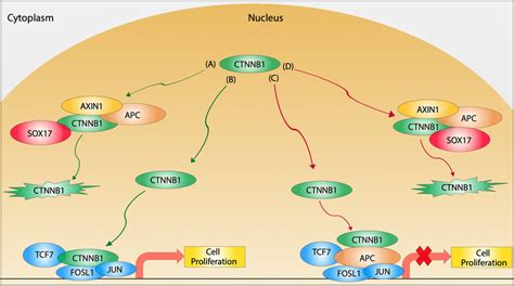 Wnt Pathway Apc Ctnnb1 Nuclear Model Known And Proposed Known Nuclear Download Scientific