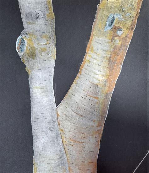 Drawing Trees Week 2 Scars Bark And Branching Jo Hall