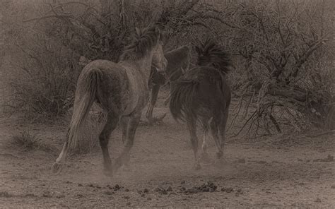 Wild Horses – Linda's Artistic Adventures