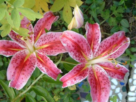 Stargazer Lily Wallpapers Wallpaper Cave