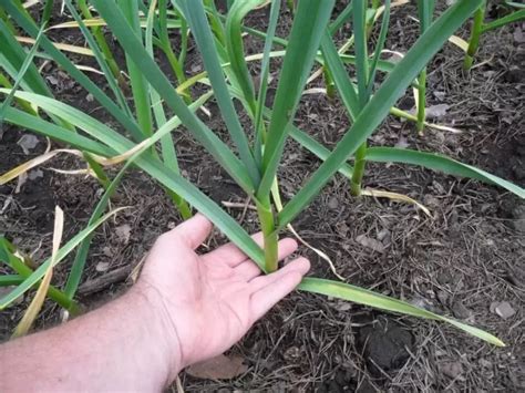 Як доглядати за часником щоб він ніколи не пожовтів на грядці Читайте на Ukr Net